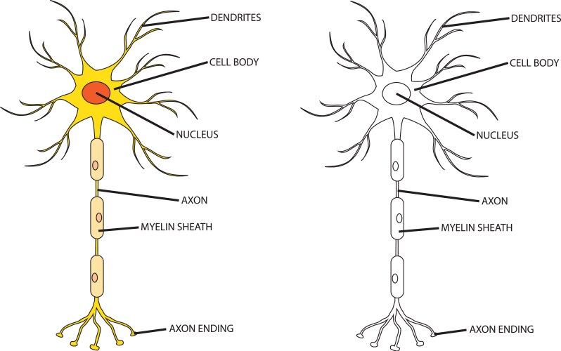 Autonomic nervous system Royalty Free Vector Image