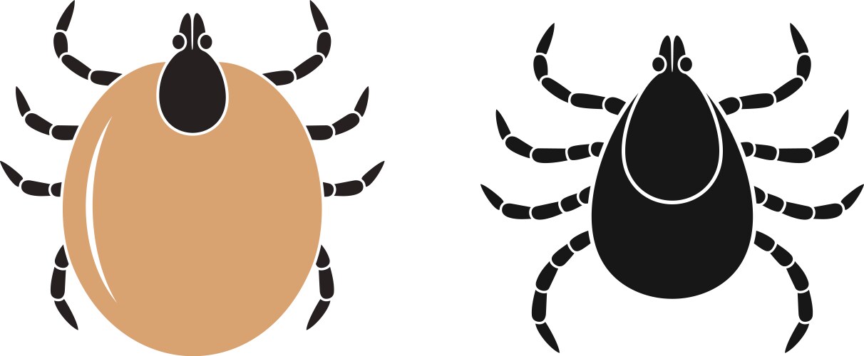 Infection of scabies itch mite Royalty Free Vector Image