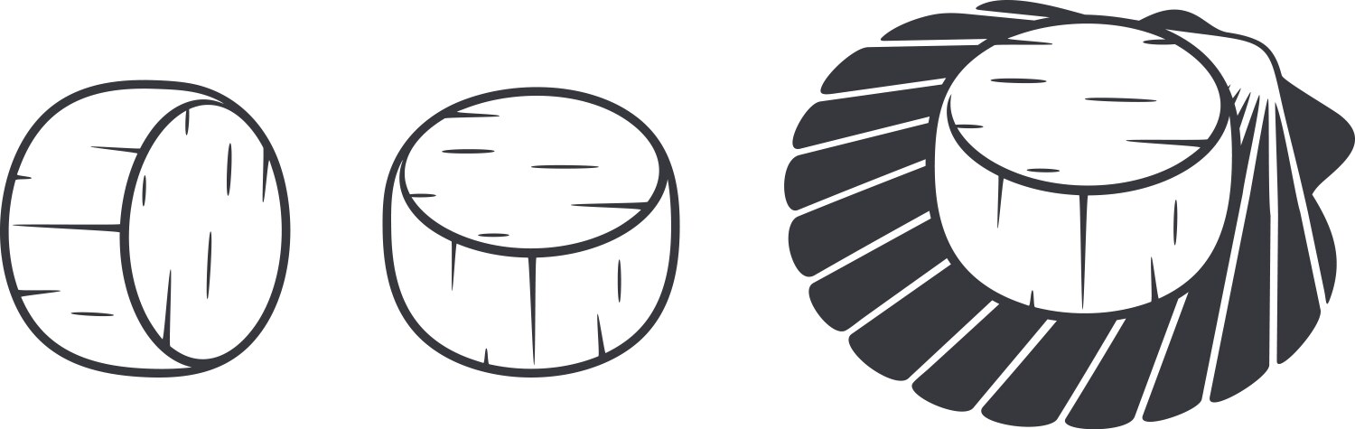 Scallop Royalty Free Vector Image - VectorStock