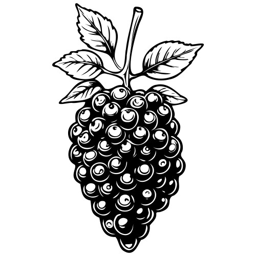 Mulberry engraving drawing of fruit monochrome Vector Image