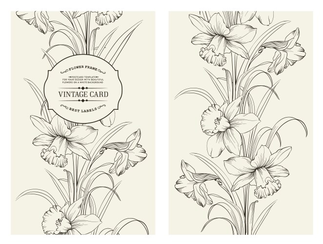 Daffodil flower and leaves border drawing Vector Image