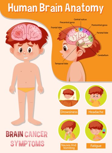 Information poster human brain diagram Royalty Free Vector