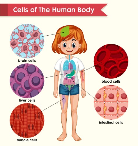 Human Body Cells Vector Images (over 13,000)