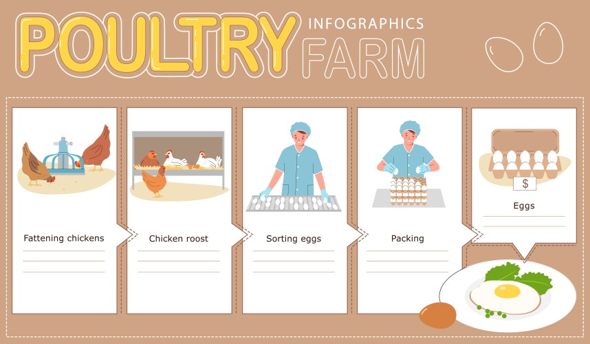 Chicken life cycle infographics Royalty Free Vector Image