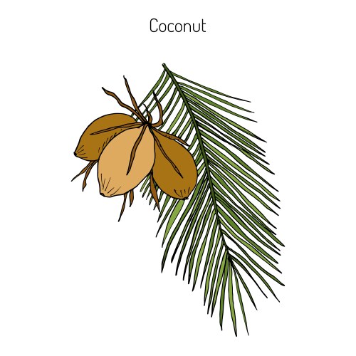 Coir Vector Images (over 120)