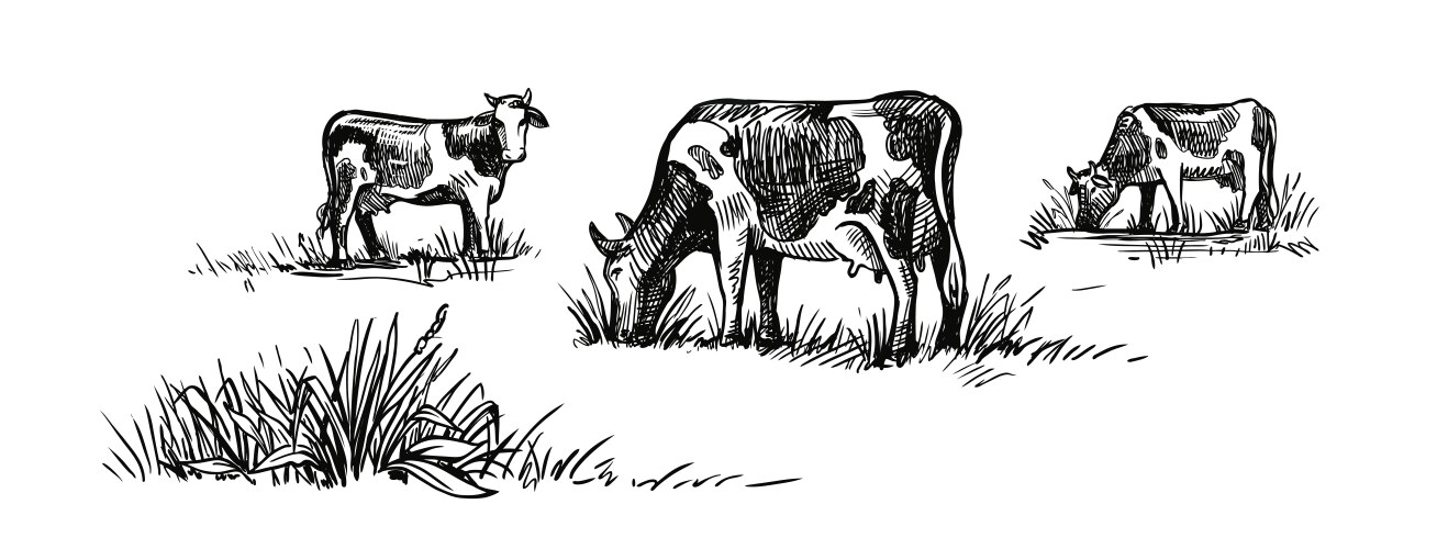 Dairy farm cows graze in meadow rural Royalty Free Vector