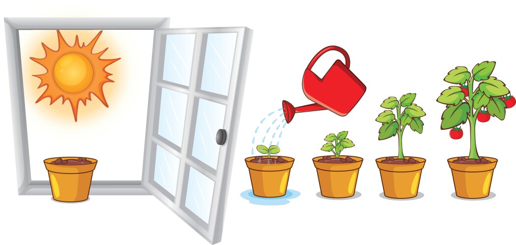 Seed growing into tree Royalty Free Vector Image