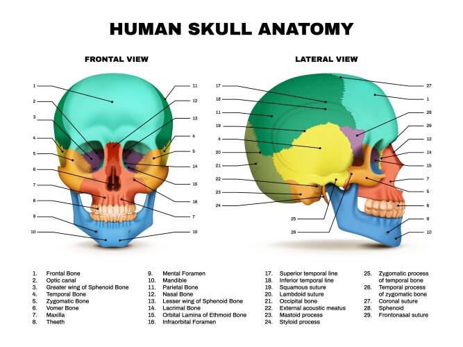 Skull Front Facing Vector Images (over 2,900)