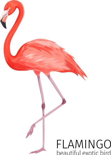 Flamingo Vector Images (over 32,000)