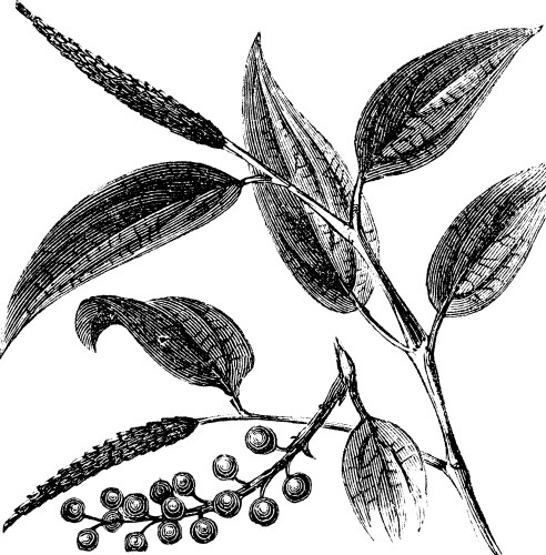 Piper Vector Images (over 450)