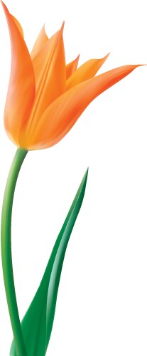 Tulip Vector Images (over 69,000)