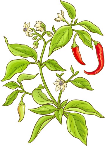 Pepper Vector Images (over 120,000)