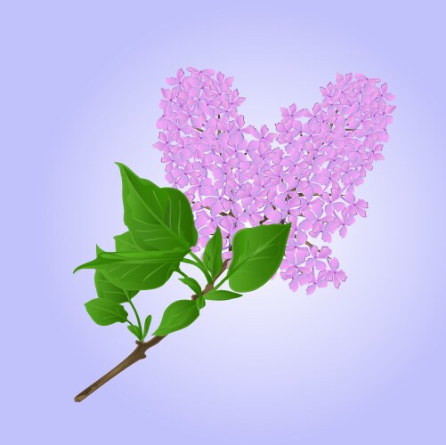 Lilac Vector Images (over 31,000)