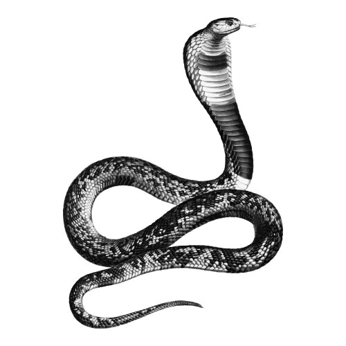 Viper Vector Images (over 12,000)