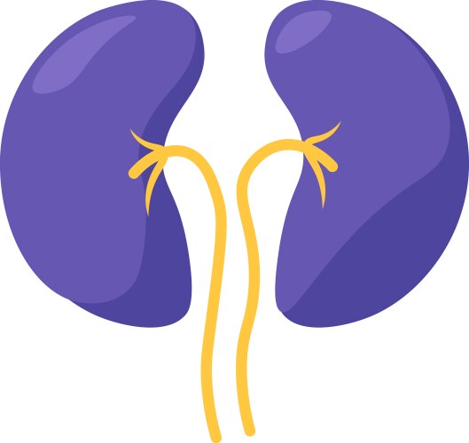 Healthy human kidney system icon part of urinary Vector Image