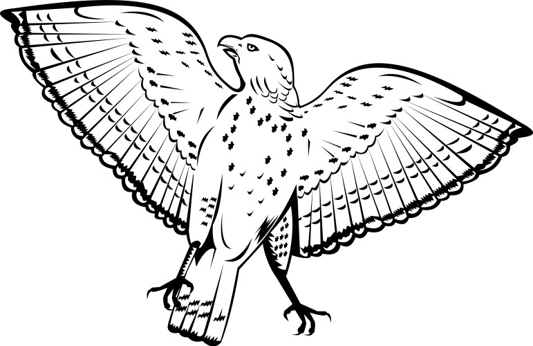 Hawk Flying Vector Images (over 25,000)