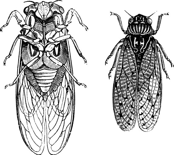 Cicada Vector Images (over 440)