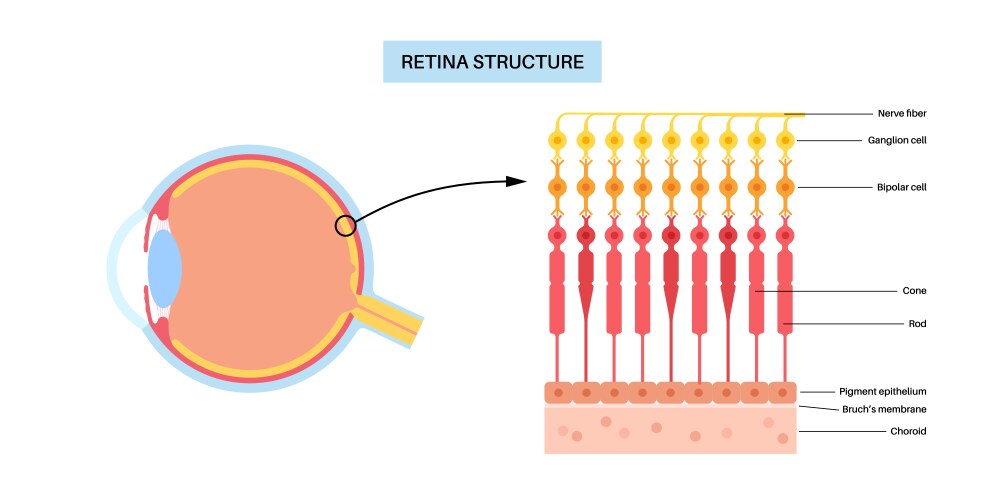 Retina structure poster Royalty Free Vector Image