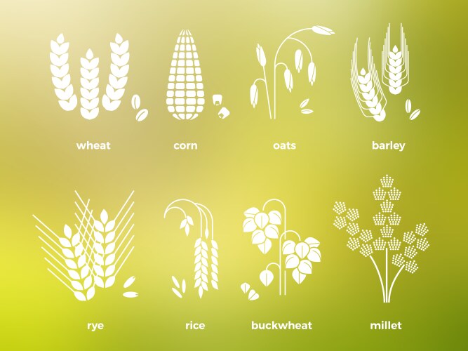 Realistic cereal grains and oil seeds set Vector Image