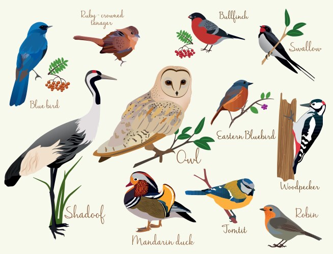 Beautiful flying bird set Royalty Free Vector Image