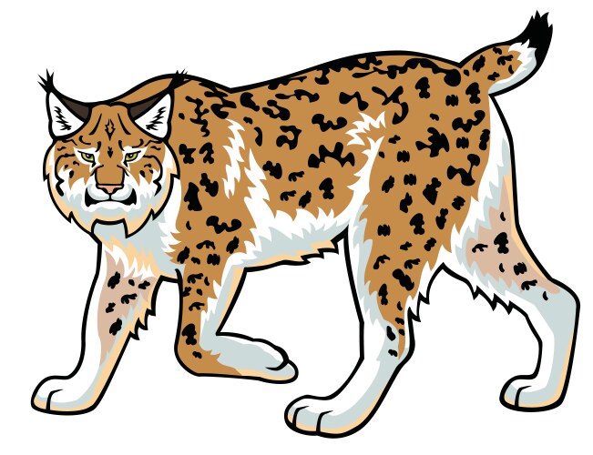 Cartoon lynx isolated on a white background Vector Image