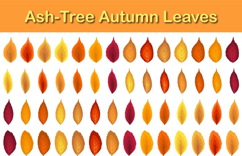 Ash-tree leaf set Royalty Free Vector Image - VectorStock