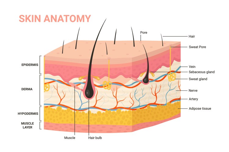 Human Skin Anatomy - Layers & Structures – Royalty-Free Vector ...