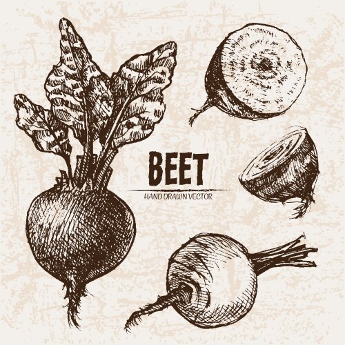 Engraving beet Royalty Free Vector Image - VectorStock