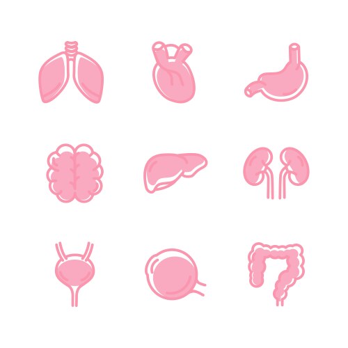 Human internal organs icon set Royalty Free Vector Image
