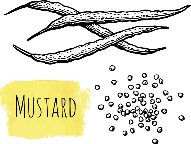 Mustard Vector Images (over 36,000)