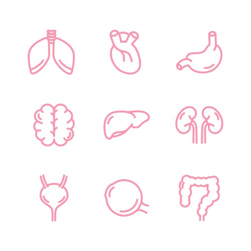 Human internal organs icon set Royalty Free Vector Image