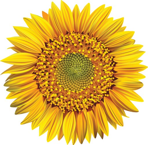 Sunflower Vector Images (over 53,000)