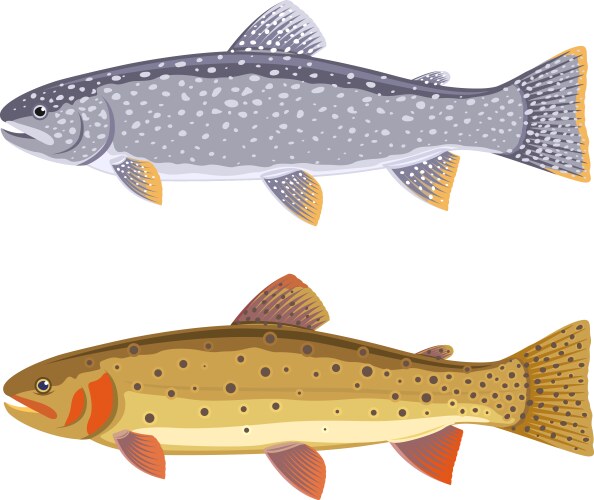 Trout Vector Images (over 13,000)