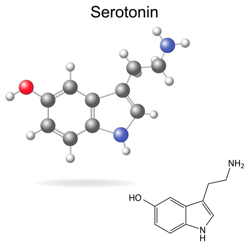 Chemical formula of the serotonin molecule Vector Image