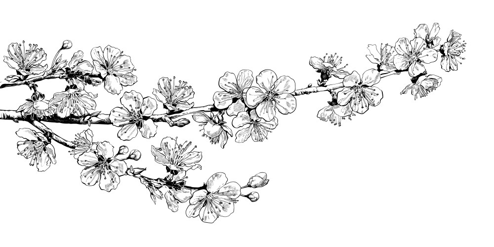 Cherry Blossom Outline Vector Images (over 2,800)