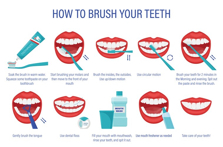 How to brush your teeth step-by-step infographic Vector Image