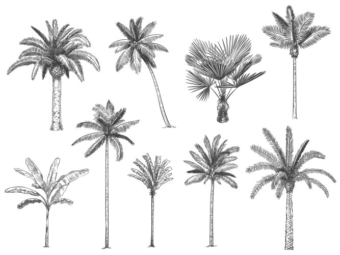 Palm Tree Outline Vector Images (over 16,000)