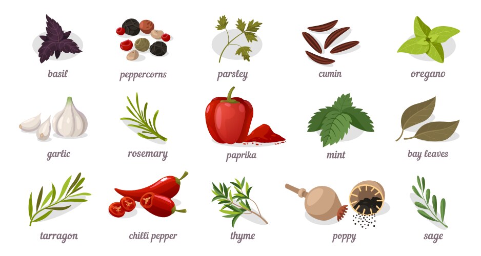 Herbs and Spices Vector Images (over 31,000)