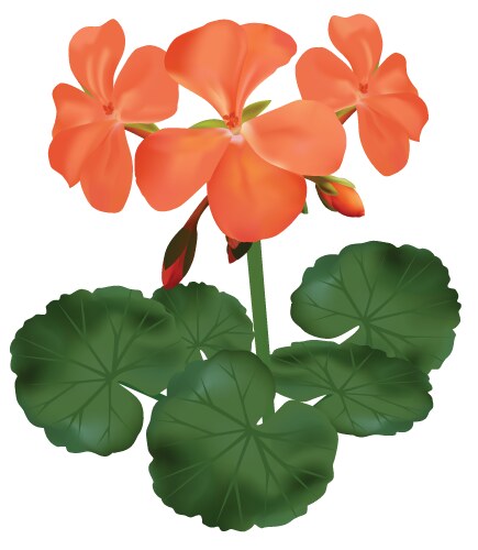 Geranium plant Royalty Free Vector Image - VectorStock