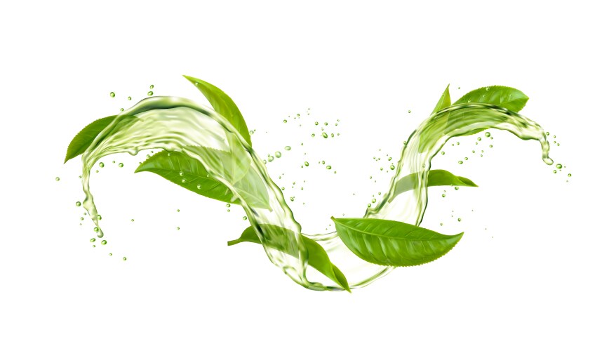 Herbal drink wave splash with mint leaves water Vector Image