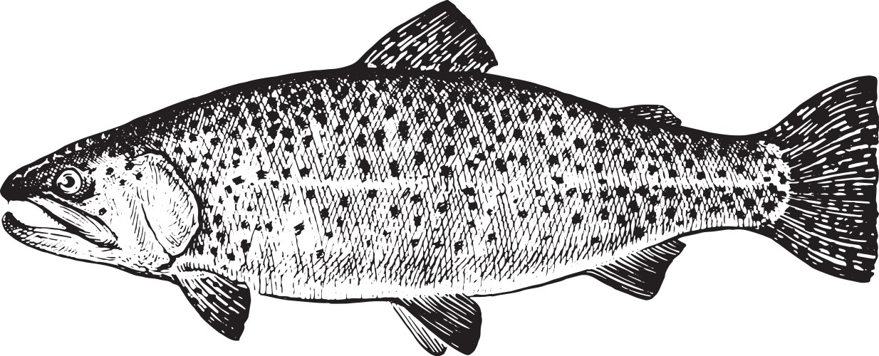 Trout Vector Images (over 13,000)