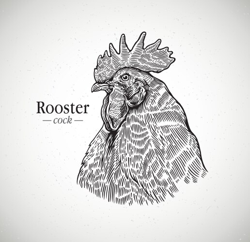 Roster Vector Images (over 1,500)