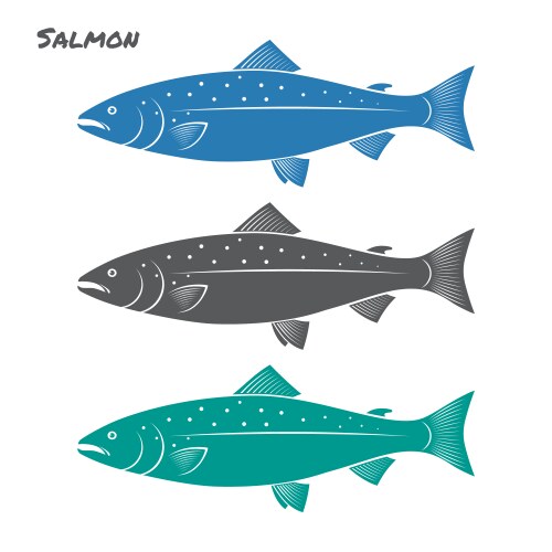 Salmon fillet Royalty Free Vector Image - VectorStock