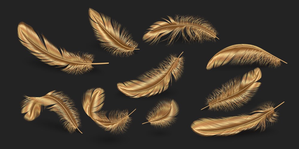 Gentle feathers line realistic set Royalty Free Vector Image