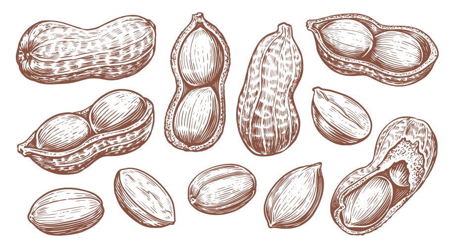 Peanut Vector Images (over 16,000)