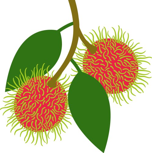 Rambutan whole fruit and half Royalty Free Vector Image