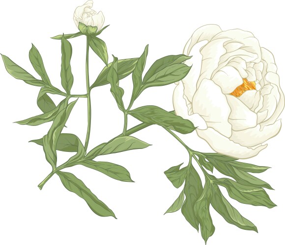 Peony Vector Images (over 33,000)