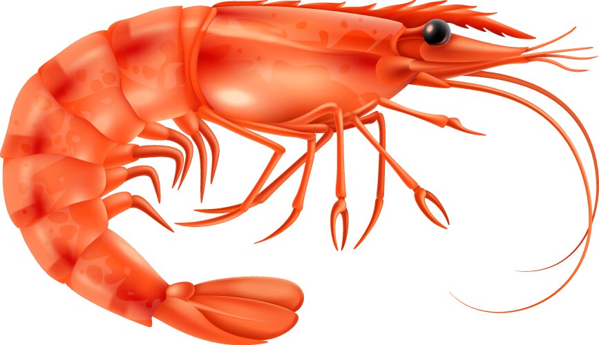 Prawn Vector Images (over 12,000)