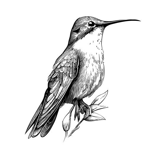 Little hummingbird bird sketch hand drawn Vector Image