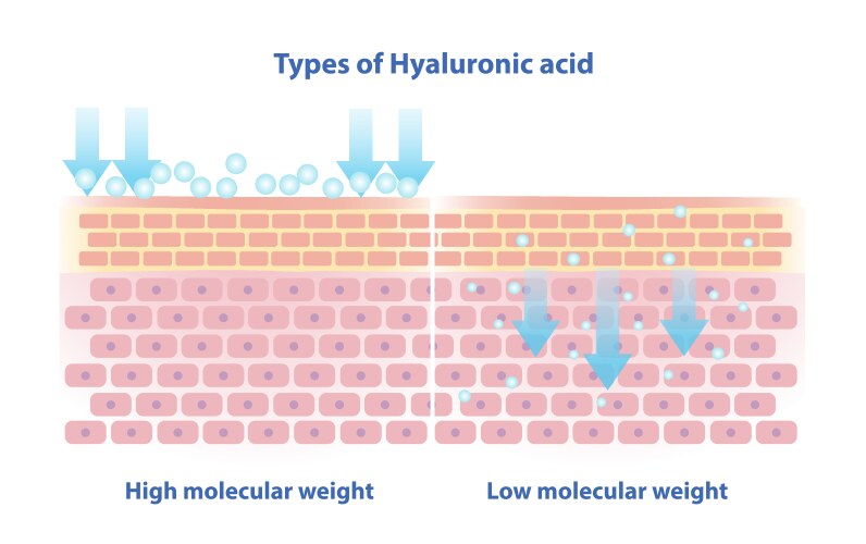 Hyaluronic Acid Skin Vector Images (over 1,300)